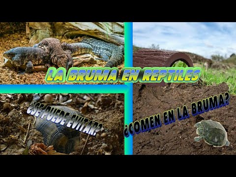 Prosesos De Los Reptiles (La brumacion en reptiles) - YouTube