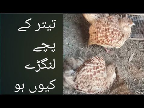 Teetar ke bachy langry keun ho jaty hen - YouTube