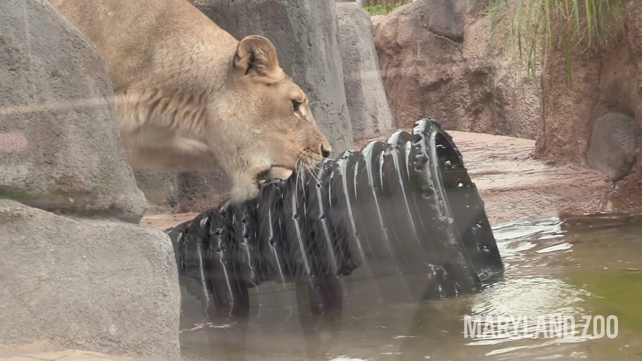 Lion Barrel Enrichment - YouTube