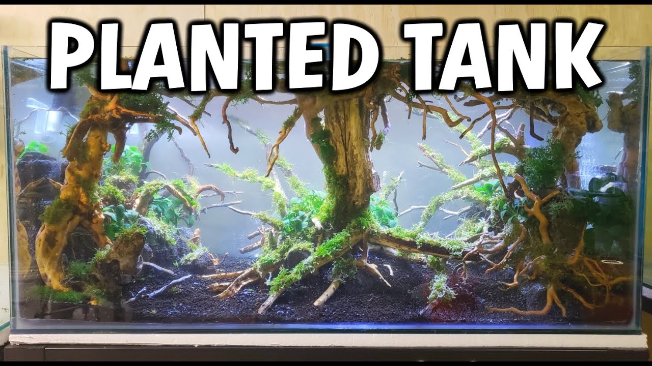 COMPLETE Planted Tank Setup - HAUNTED Aquarium! - YouTube
