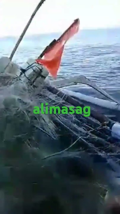 daming huli - YouTube