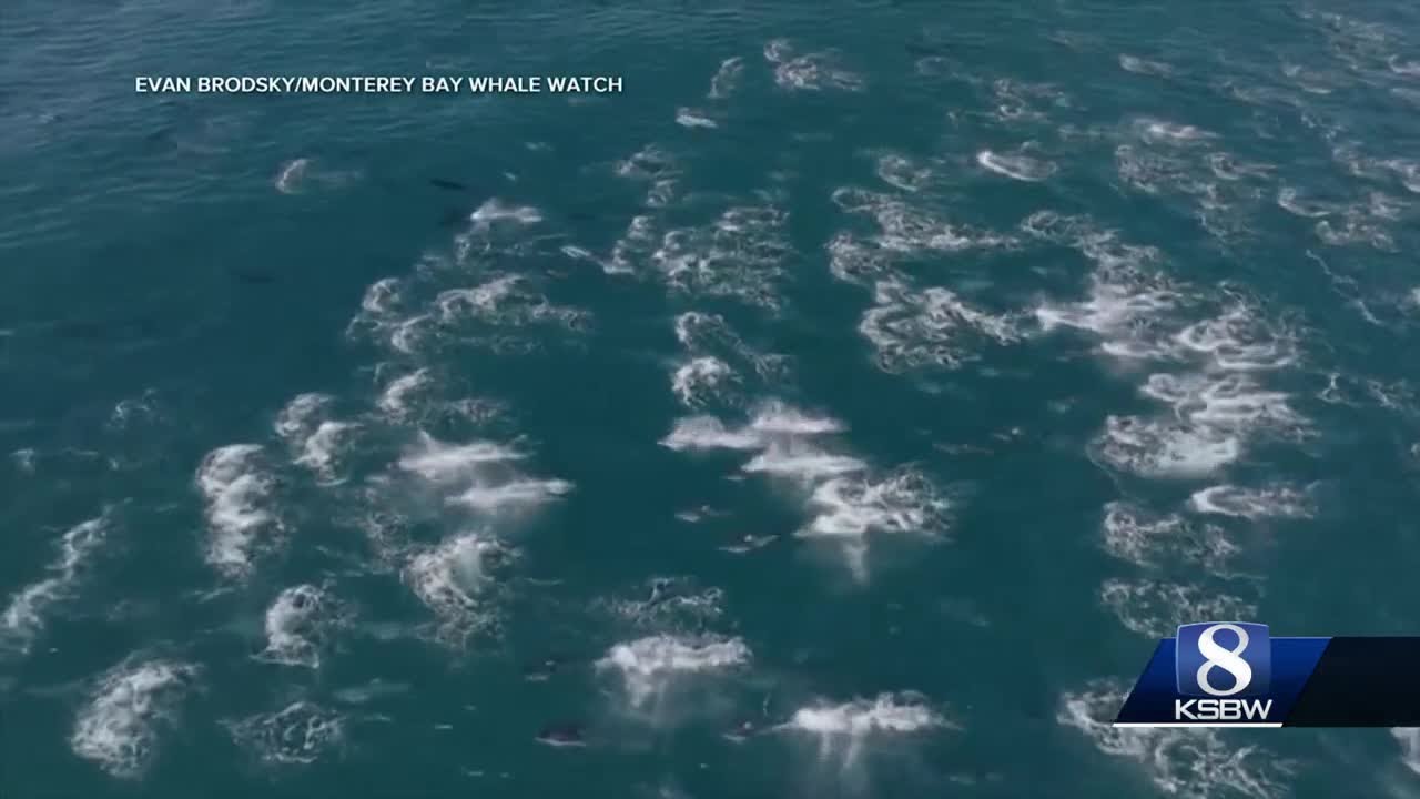 Rare super pod of dolphins spotted off Monterey Bay - YouTube