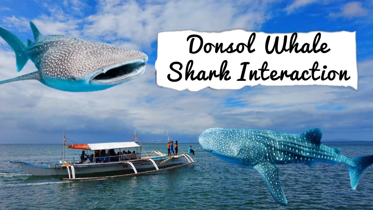 Our Whale Shark Experience in Donsol - YouTube