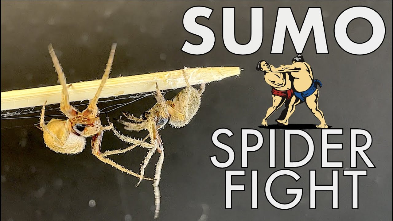 SUMO SPIDER FIGHT - YouTube