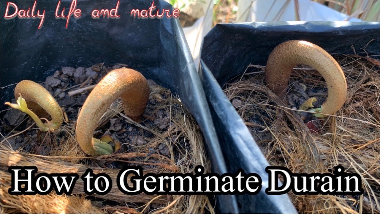 How To Germinate Durian | Planting Durian from Seeds? | Growing Durian ...