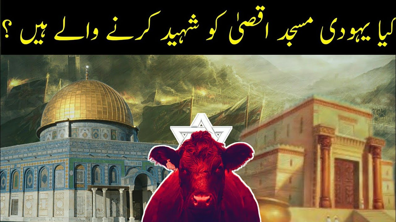 Tesre Heckal_e_Sulemani ki tamir | Story of Red Haifer | Israel is ...