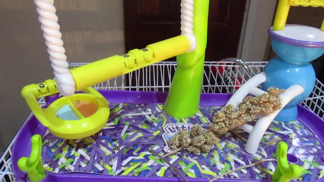 Bird Crop Feeding - YouTube