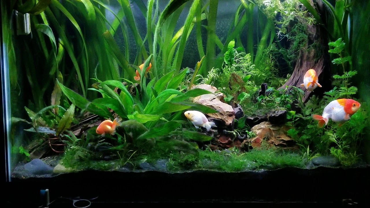 Ranchu Planted Tank Week # 3 - YouTube