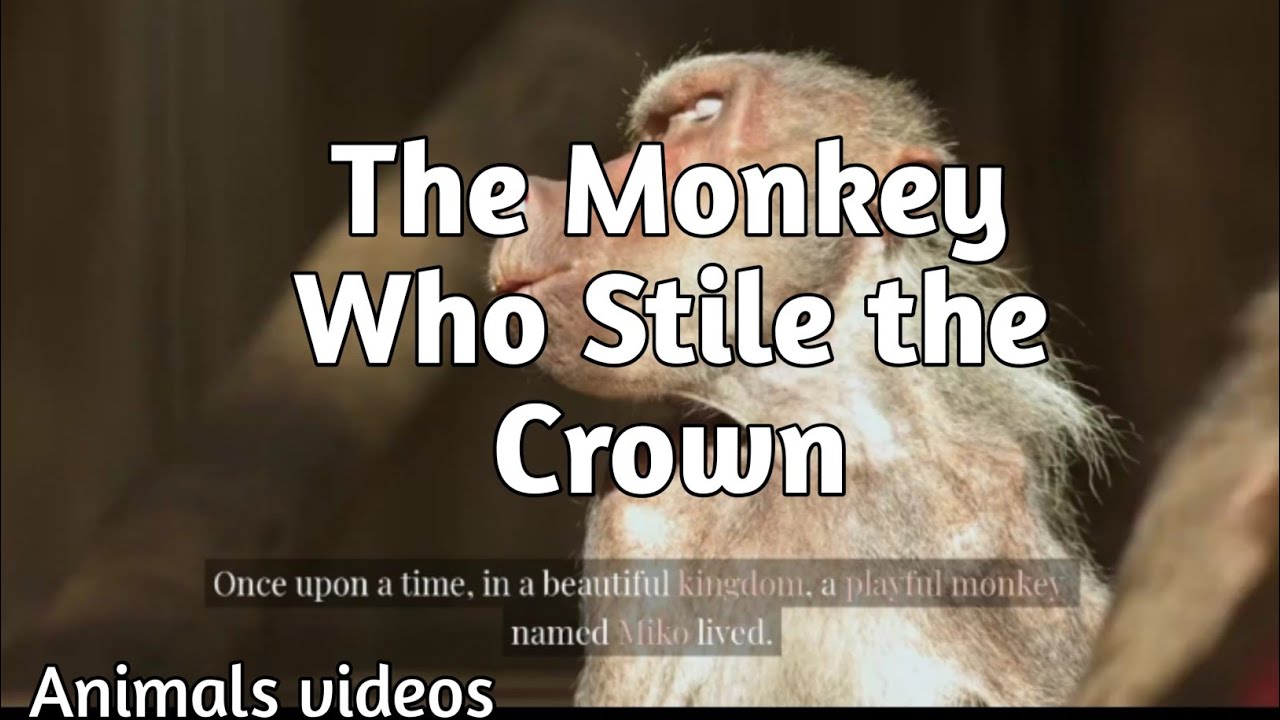 The Monkey Who Stile the Crown,Animals videos😍 - YouTube