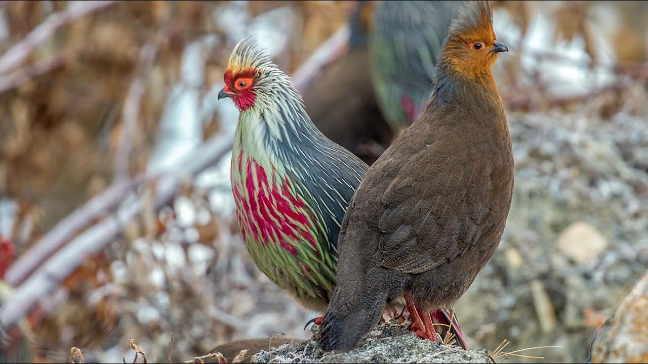 Blood pheasant (Ithaginis cruentus) in natural environment - YouTube