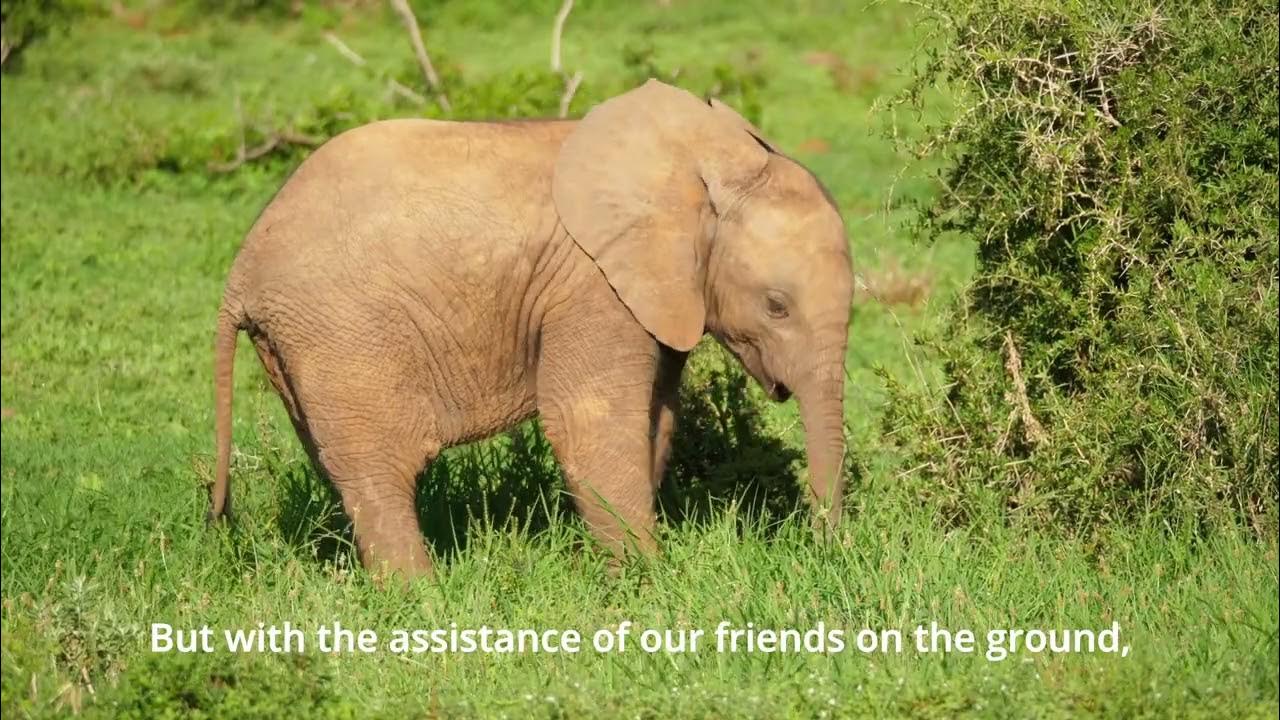 Rescuing Baby Elephants - YouTube