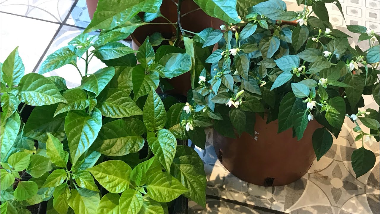 Best way to grow naga chilli plants with tips - YouTube
