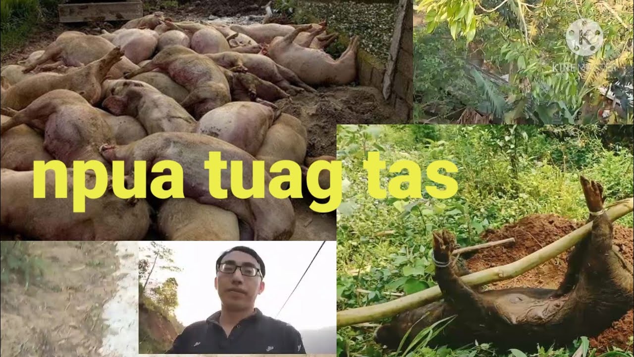 Tub sab nyiag lom npua tuag tas - YouTube