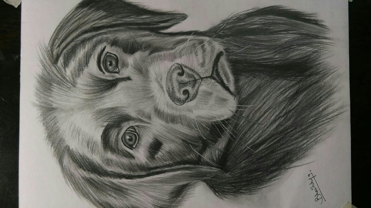 How to draw a realistic dog l Timelapse - YouTube