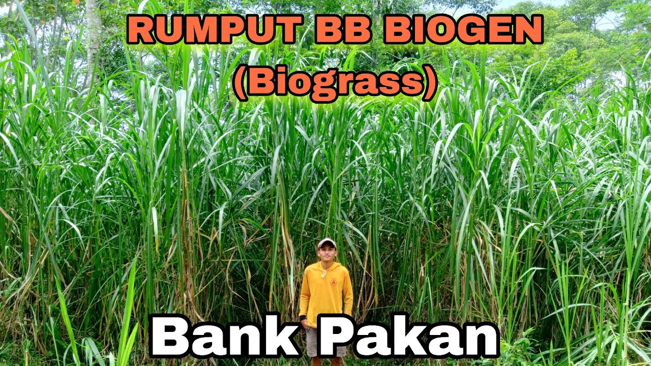 Panen Bibit Jenis Rumput BB Biogen (Biograss). Mantap Rumput Super ...