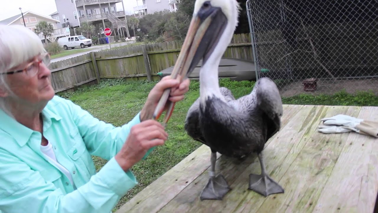 Sea Biscuit - YouTube