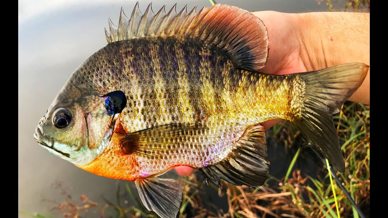 Catching MONSTER Bluegill On The Flyrod! Fly Fishing - YouTube