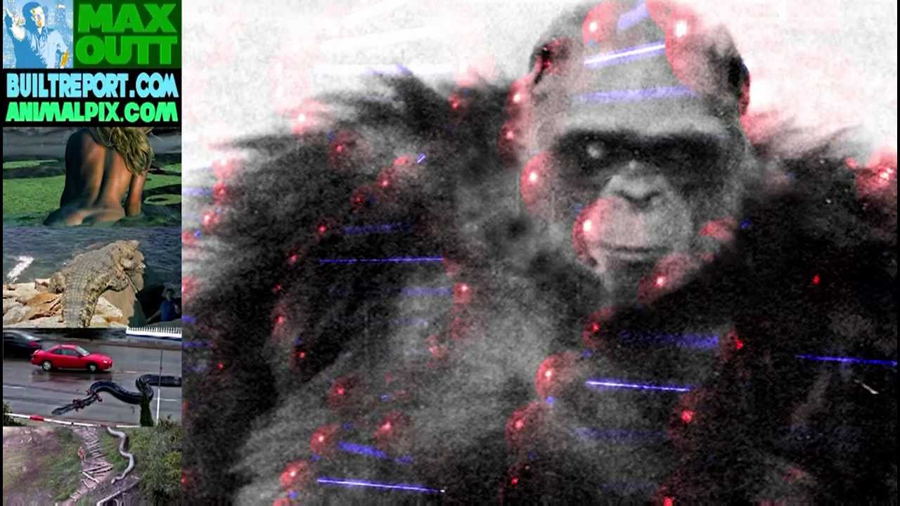 Biggest Chimp Ever - YouTube