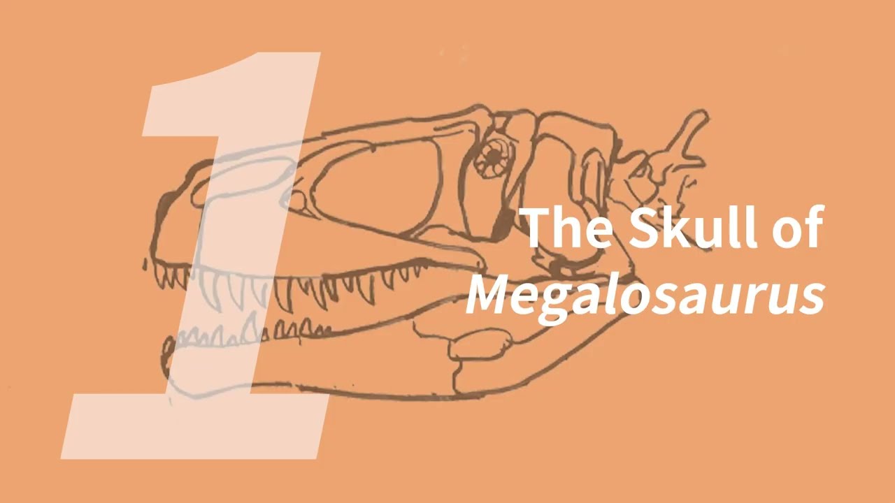 Megalosaurus Skull