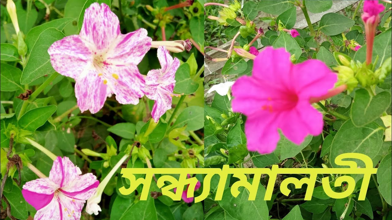 সন্ধ্যামালতী ফুল | Sandhya Malati Flower | - YouTube