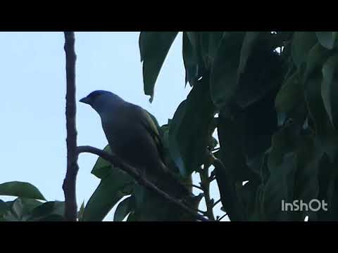 Tangara aliamarilla