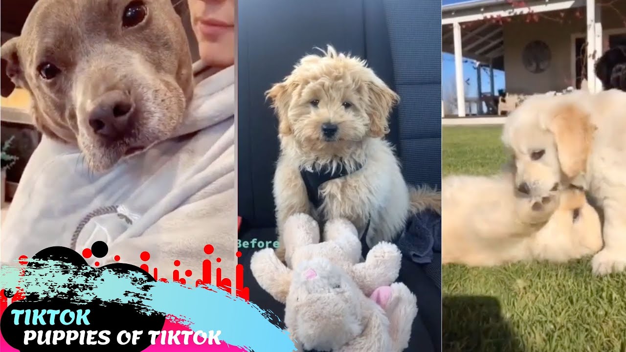 Dogs of tiktok the most adorable compilation - YouTube