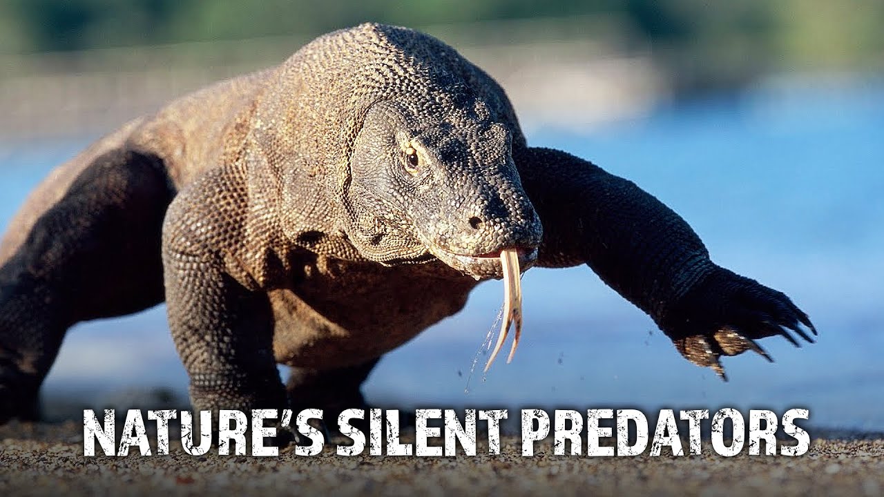 Wild Nature Episode 8 | Reptiles: Masters of Survival - Animal ...