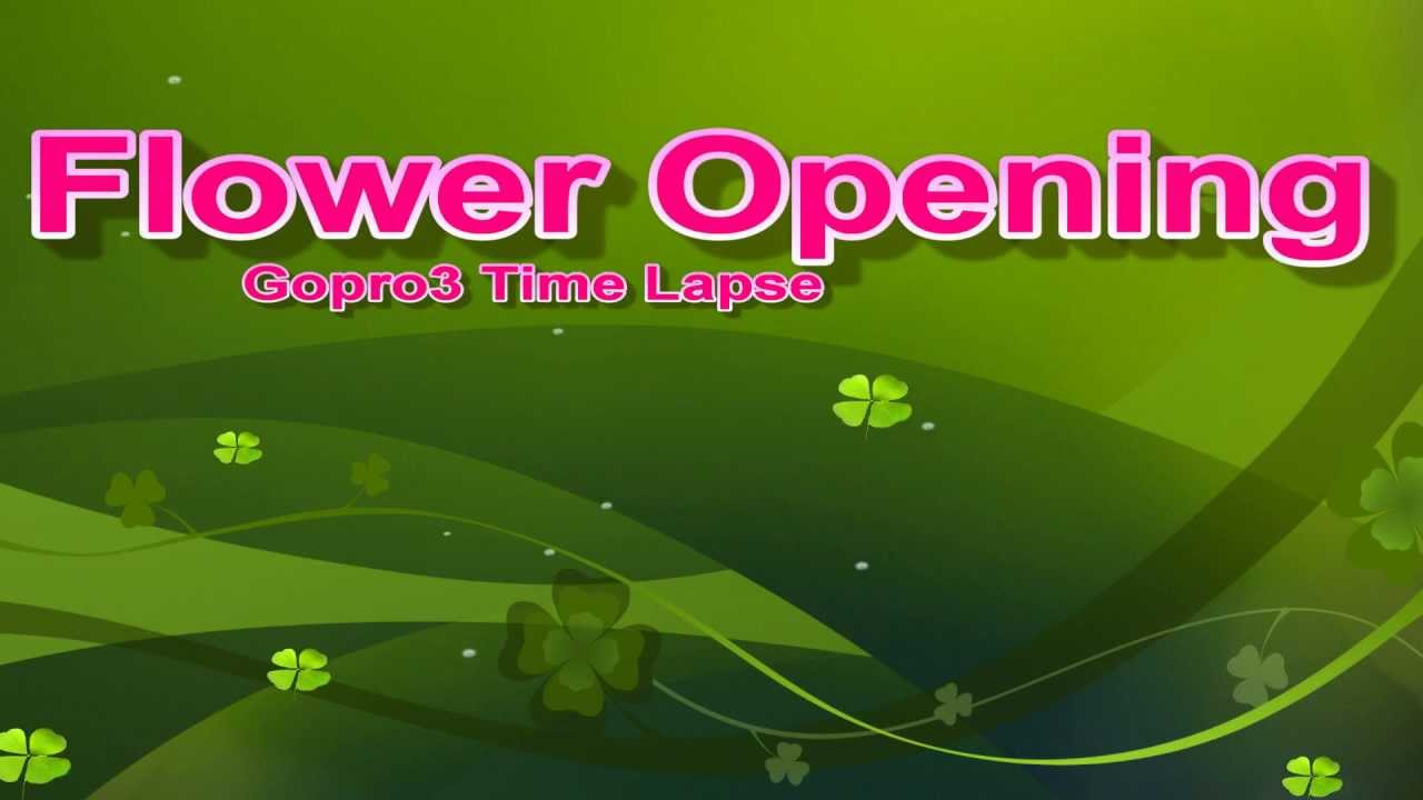 Flower Opening Time lapse Gopro 3 - YouTube