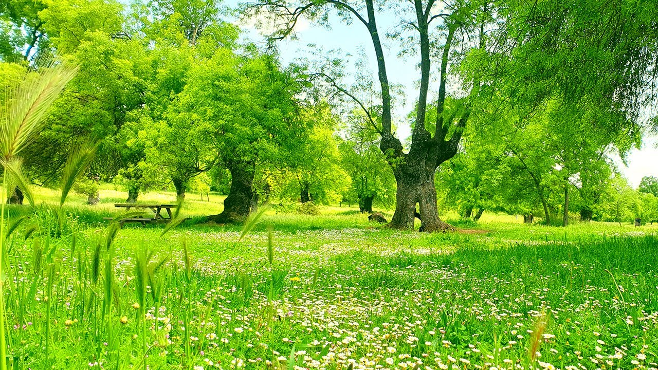 Relaxing Nature Ambience Meditation 🌳 Healing Sounds of SPRING MORNING ...