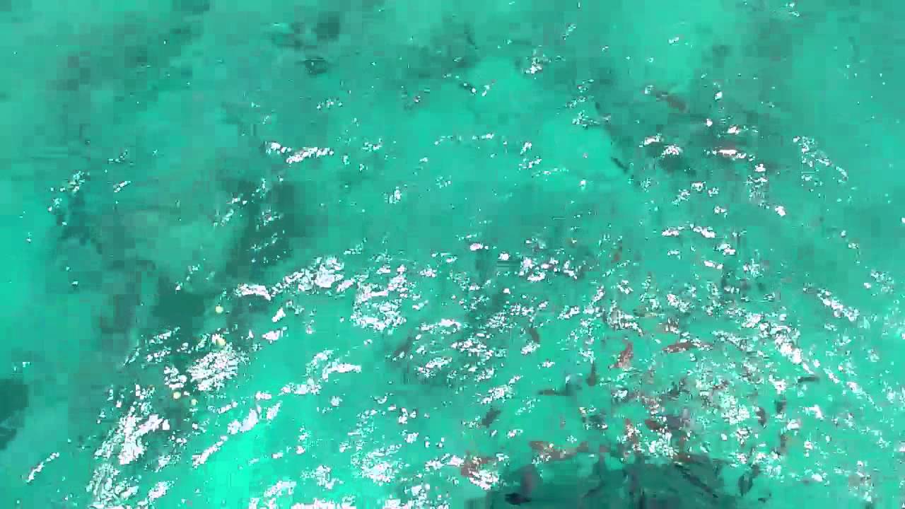 Feeding Fish in the Sea- From Above - YouTube