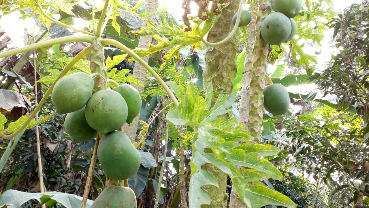 পেঁপে চাষ এর নিয়ম ও কিছু টিপস/Papaya farming rules and some tips - YouTube