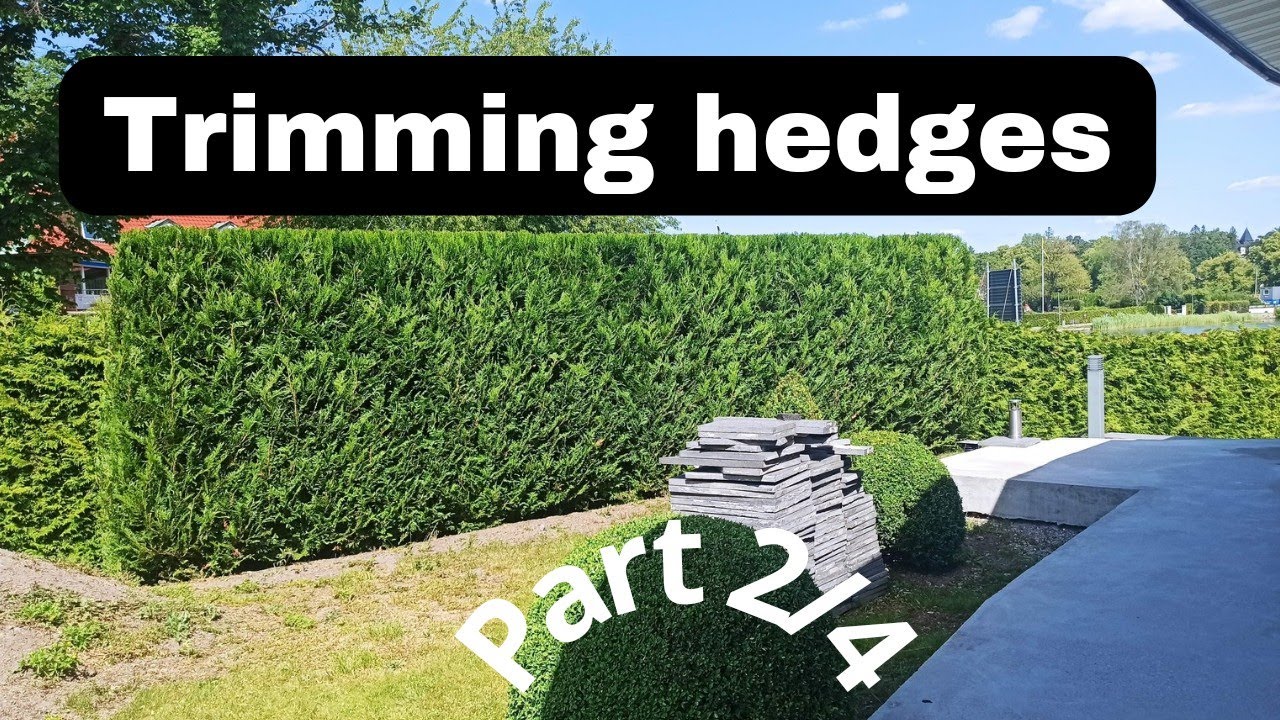 Sculpting Your Garden: Hedge Trimming. Part 2/4) - YouTube