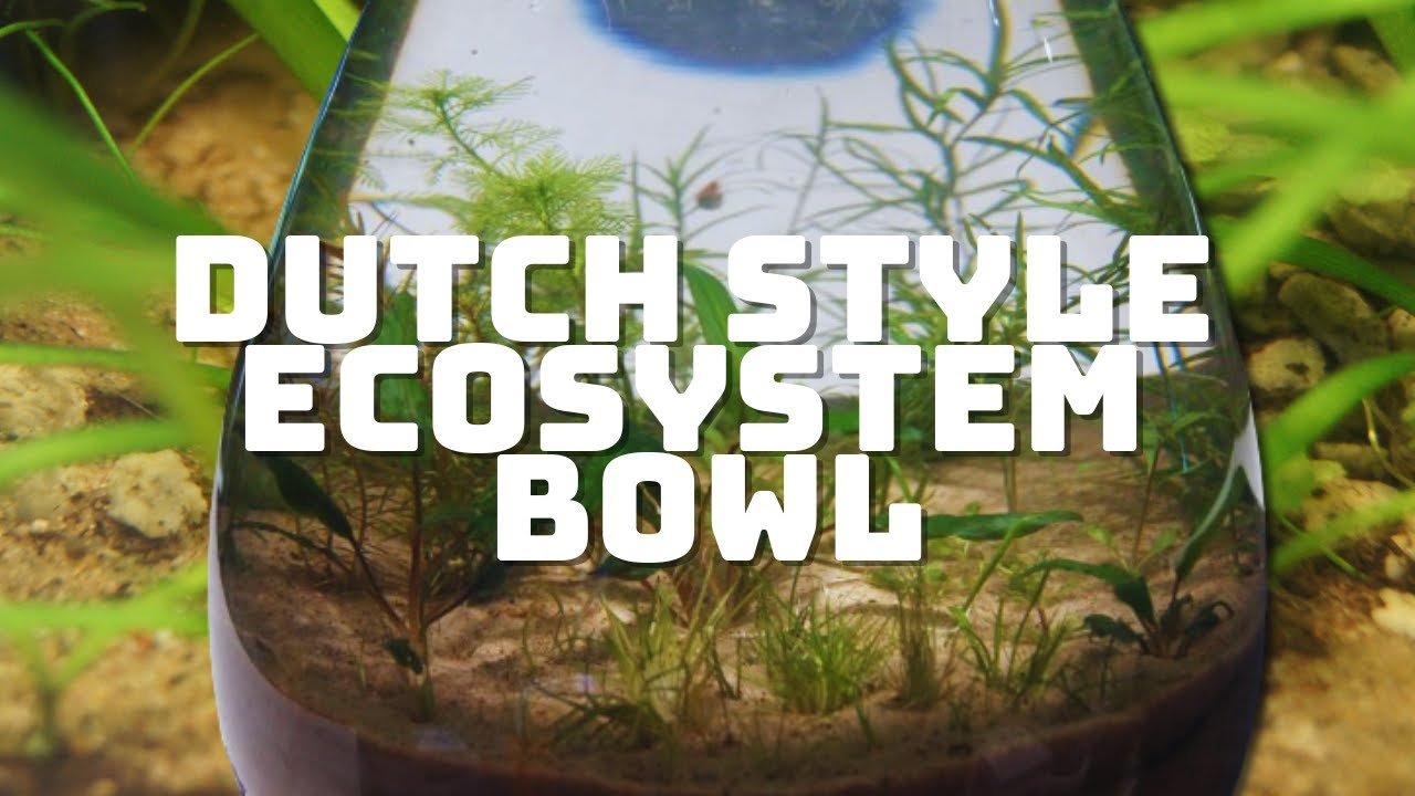 Dutch Style Ecosystem Bowl! - YouTube