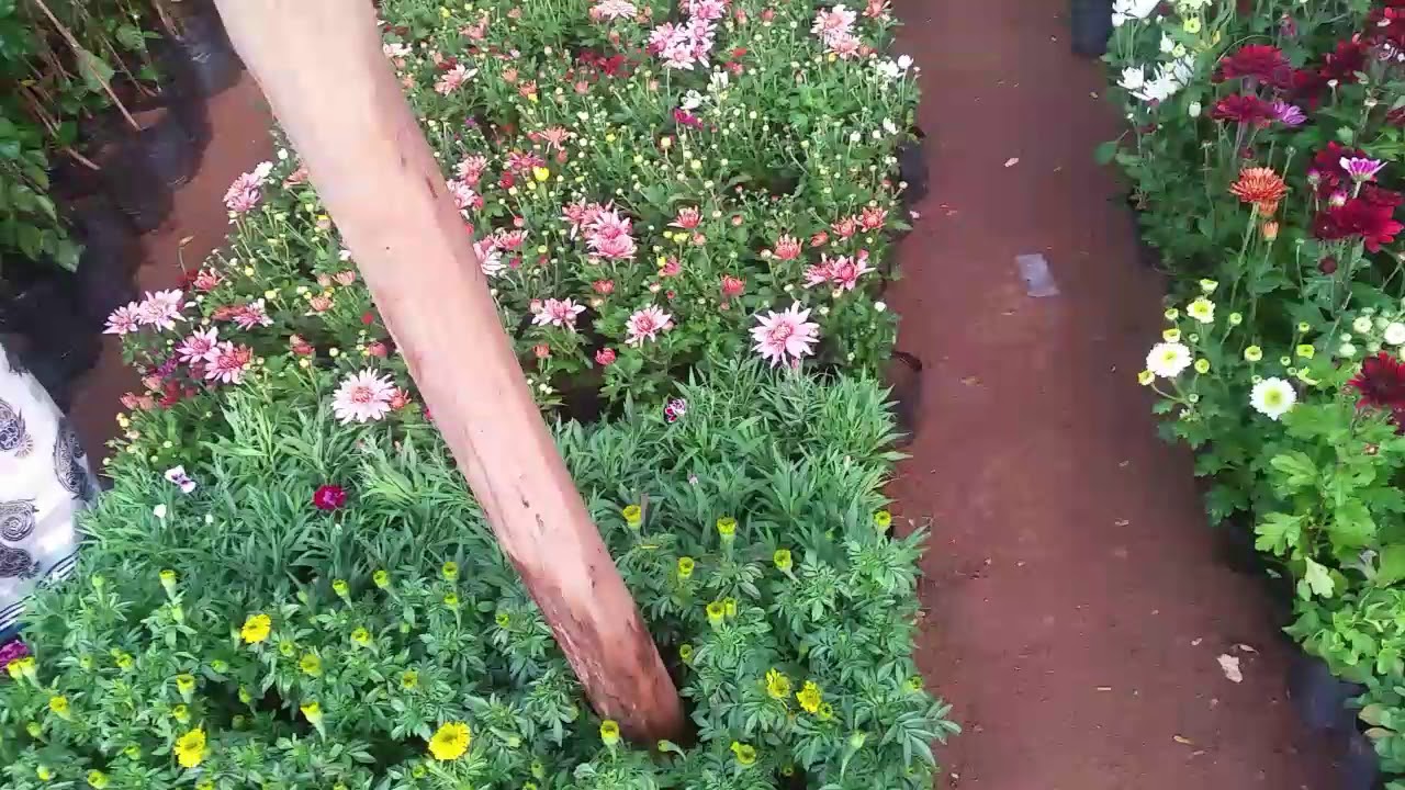 Famous rose nursery - YouTube