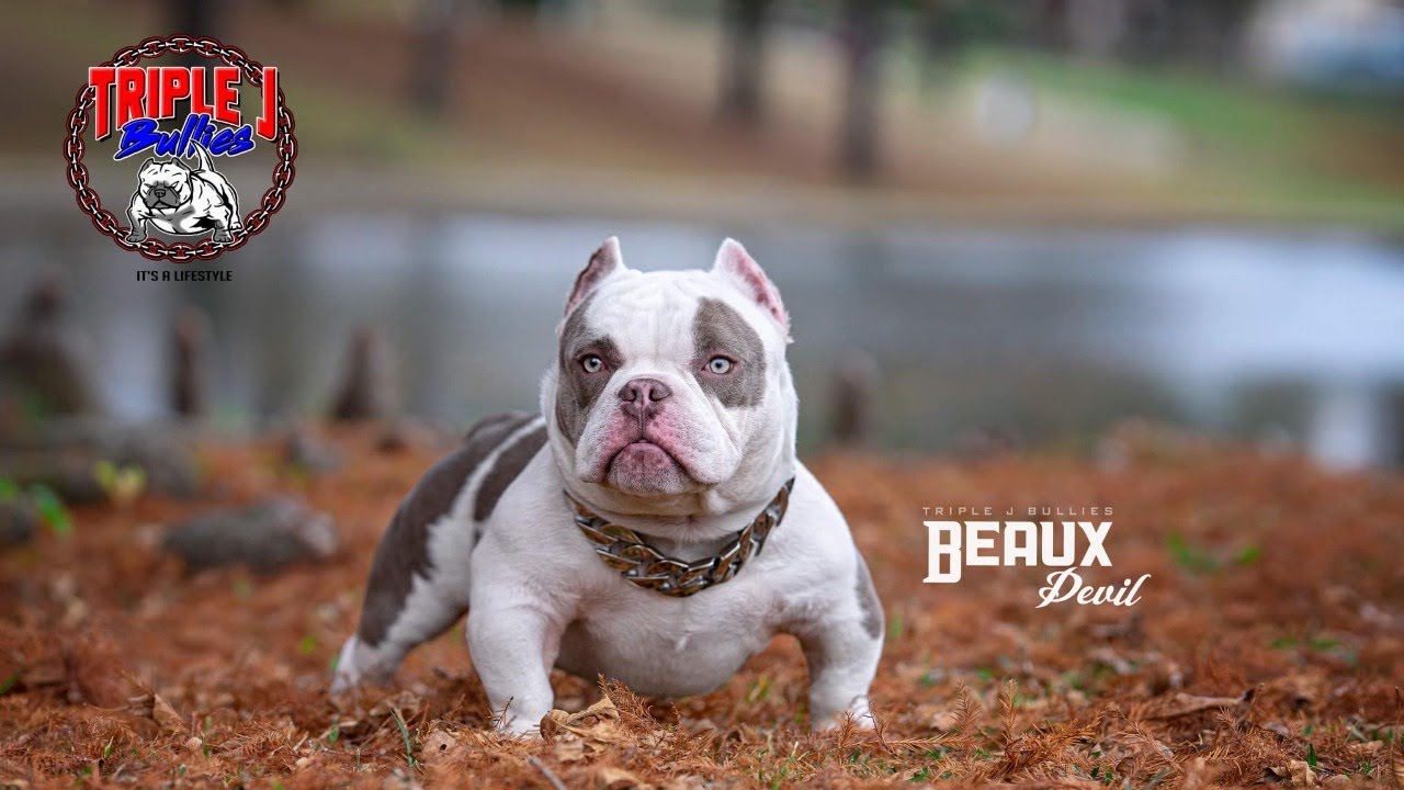 The Best Micro Exotic Bully In Louisiana - Micro Exotic Bully - YouTube