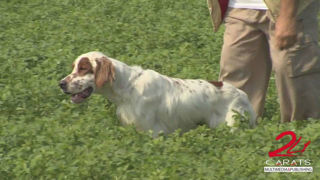 Setter Inglese, un cane emozionante - YouTube