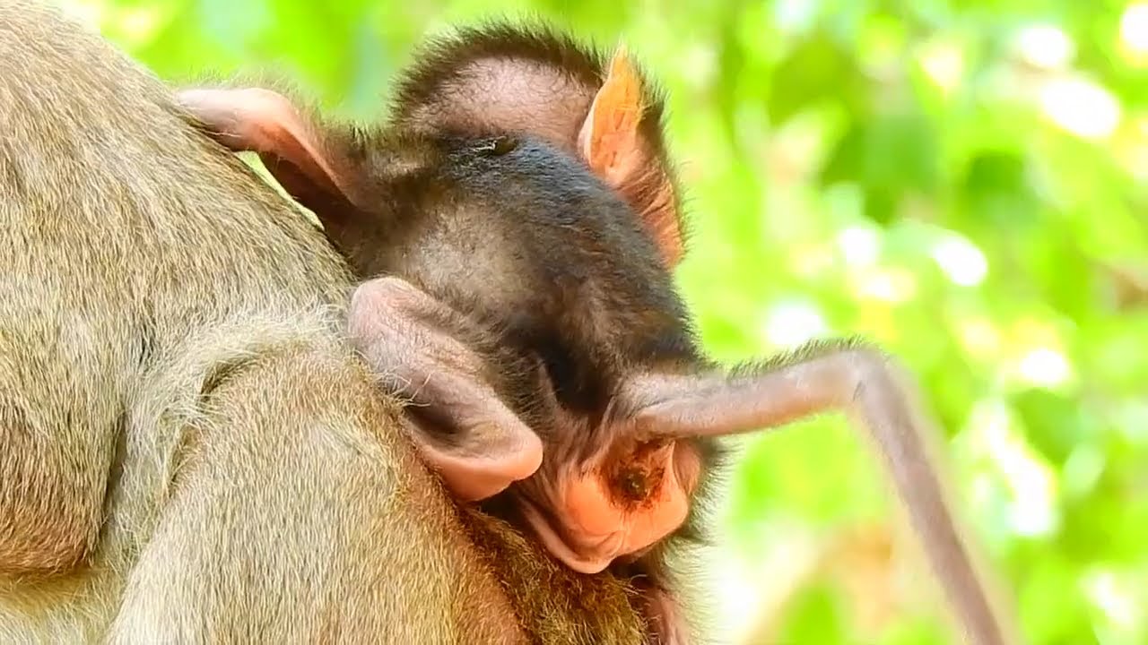 Diaharea newborn baby MALA, wish you better soon baby - YouTube