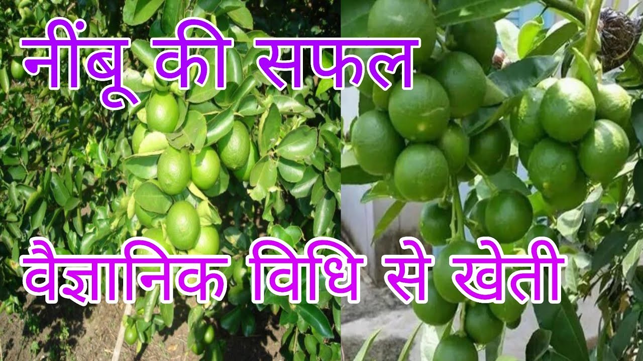 नींबू की खेती। Nimbu ki kheti kaise karen। Lemon farming। नींबू की खेती ...