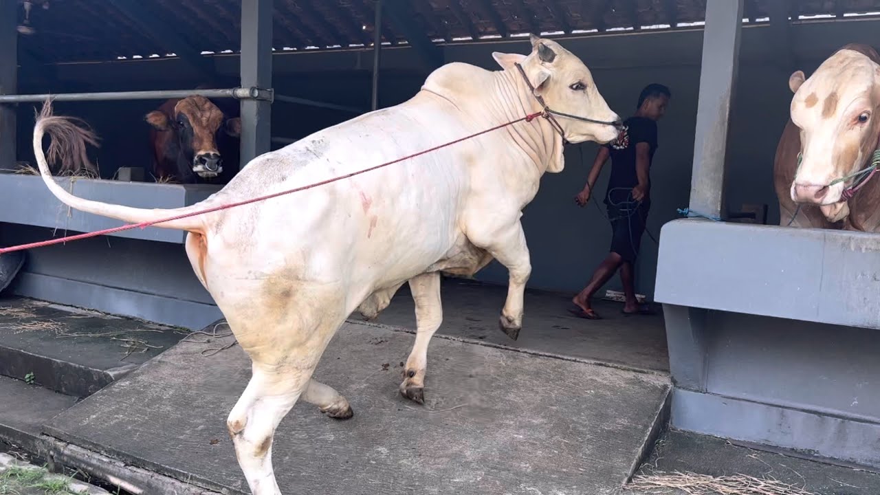 SAPI UNIK KLIWON DAN GAPLO SETIA FARM TAMPIL LIAT PERBEDAAN NYA ‼️🔥🔥🔥 ...