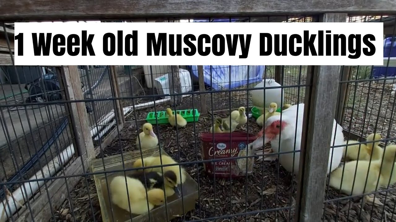 1 week old Muscovy Ducklings - YouTube