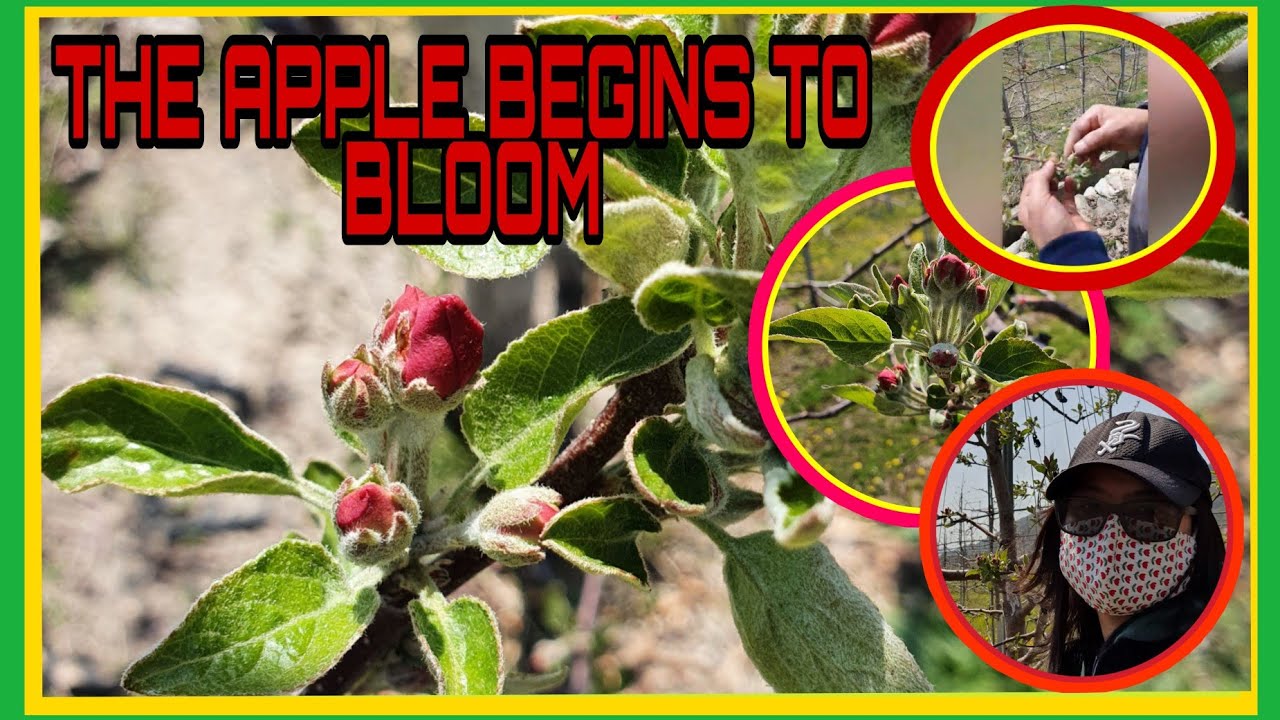 THE APPLE BEGINS TO BLOOM // BAKIT BINABAWASAN NG BULAKLAK ANG PUNO NG ...