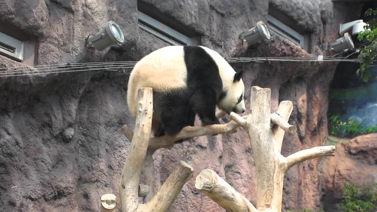 Hilarious Panda with itchy bum - YouTube