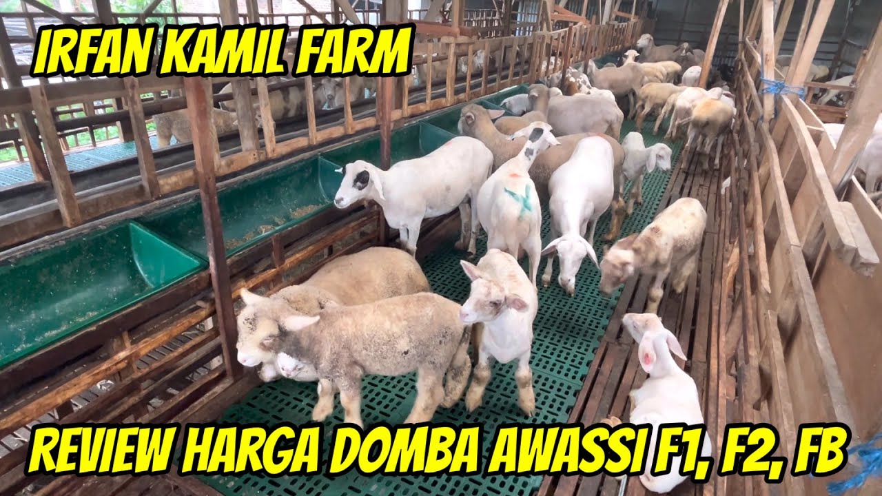 PALING MURAH HARGA DOMBA AWASSI F1, F2, FB DAN BUNTINGAN DI IRFAN KAMIL ...