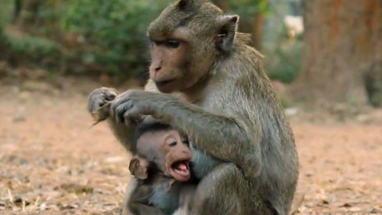 Poor Baby Jester C--Ry Loudly For Mother Jinx He--Lp - YouTube