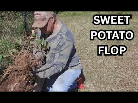 No sweet potatoes to be found - YouTube