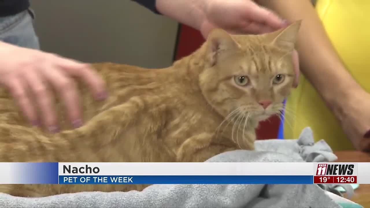 Nacho the cat seeks forever home - YouTube