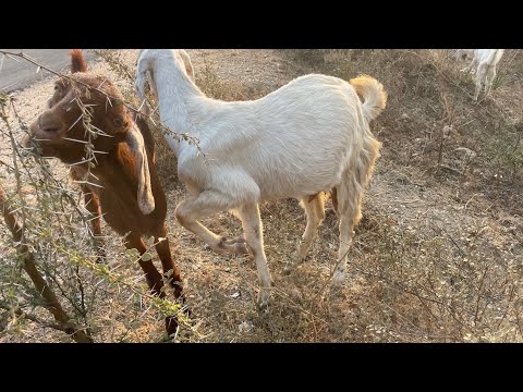 9009650296 xDesi Bakri Rajasthan Bilwada￼￼🔥🔥🔥🔥🔥🔥
