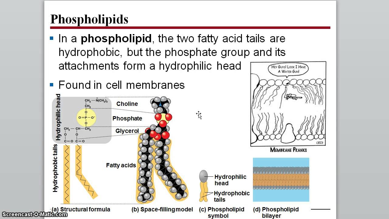 Ellis AP Biology Biochemistry - YouTube