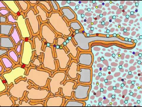 Root Absorption - A Level Biology - YouTube