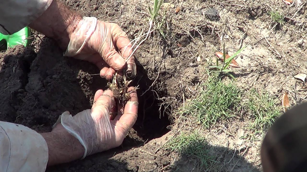 Torpedo grass in zoysia 11 panicum repens torpedograss - YouTube